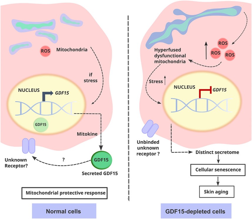 News – Cavinato Lab