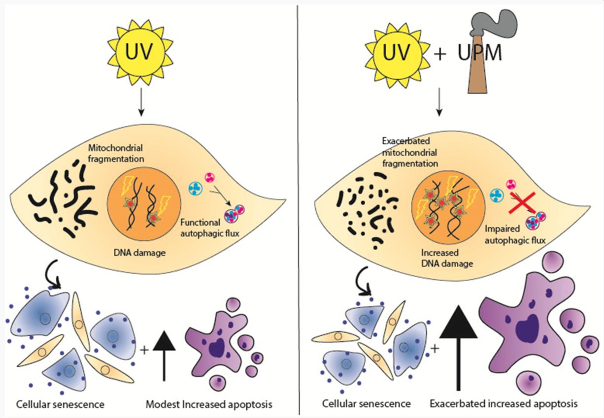News – Cavinato Lab
