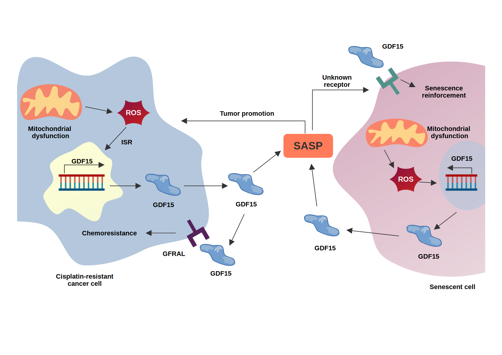 News – Cavinato Lab